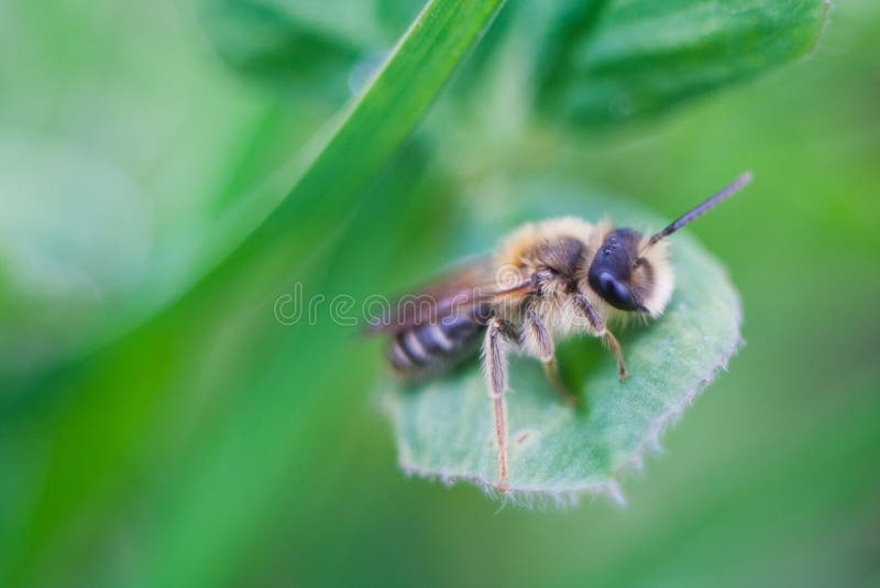 Young bee stock image. Image of sunbath, morning, leaf - 28455177