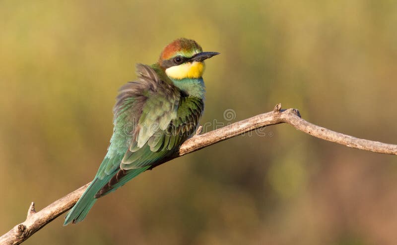 Young Bee-eater Ruffled Feathers and Bask in the Morning Sun Stock ...