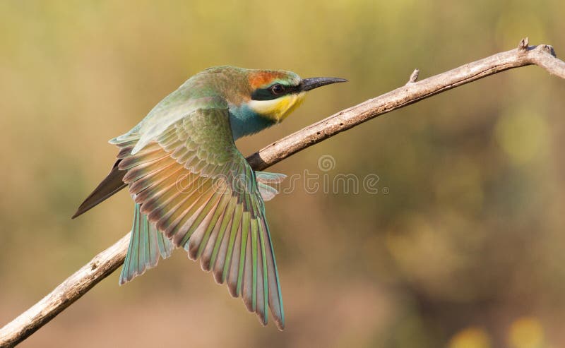 Young Bee-eater Stretches Its Wings before Flying Stock Image - Image ...
