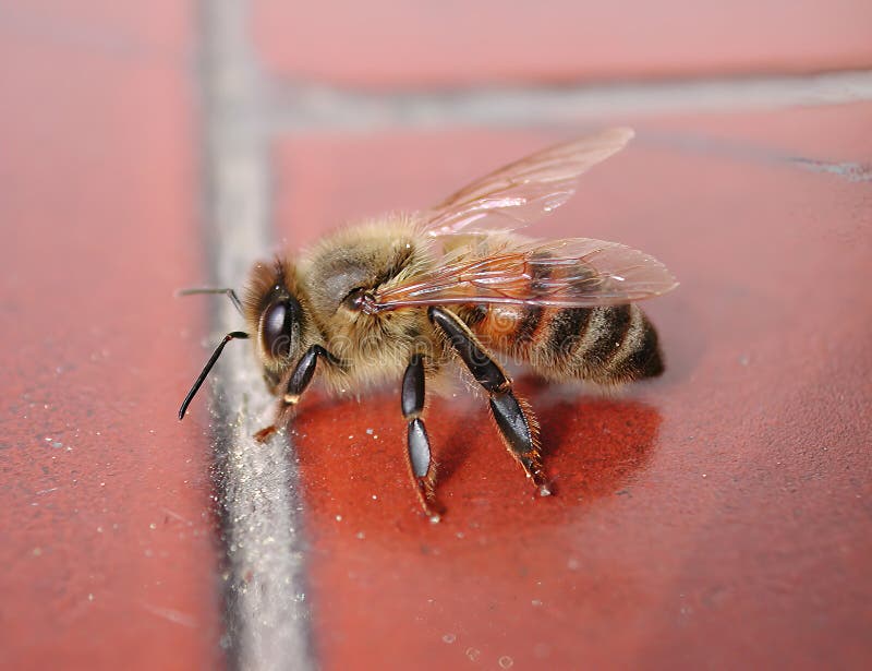 Young Bee Standing on a Paving Stone Stock Image - Image of stone ...