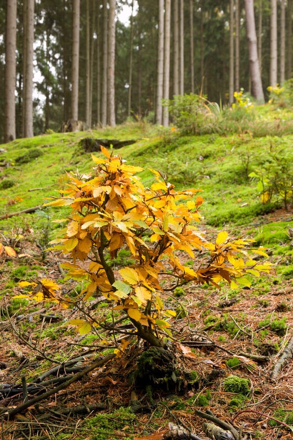 Young beech tree stock image. Image of leaf, beech, outdoors - 27461025