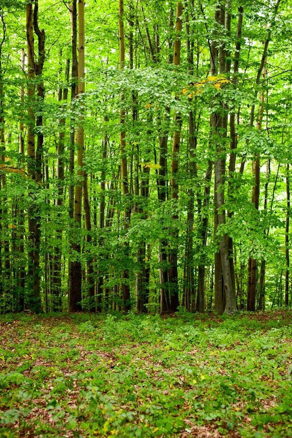 Beech forest stock image. Image of autumn, fresh, outside - 23210235