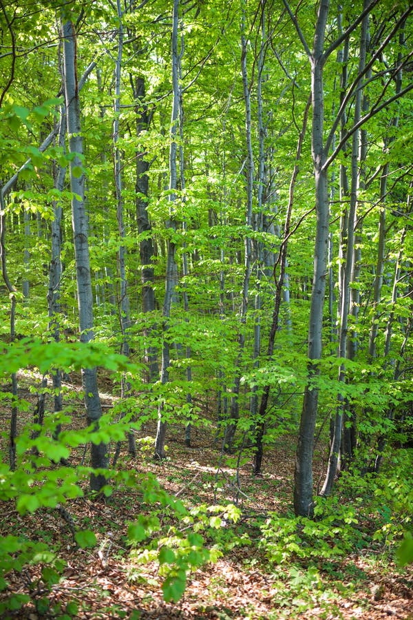 Beech forest stock image. Image of autumn, fresh, outside - 23210235
