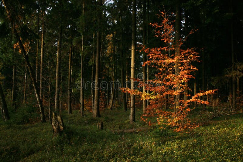 Young Beech Illuminated by the Rays of the Rising Sun. Stock Image ...