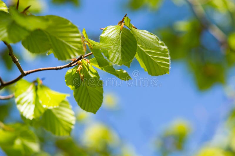Young beech leaves stock photo. Image of sylvatica, forest - 243609084