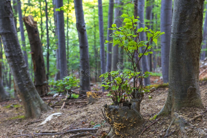 Young Beech Sapling in Summer Stock Image - Image of ecology ...