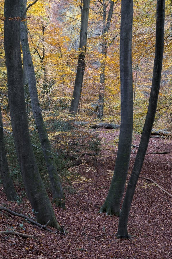 Young Beech Tree Trunks in a Woodland Setting, Burnham Beeches ...