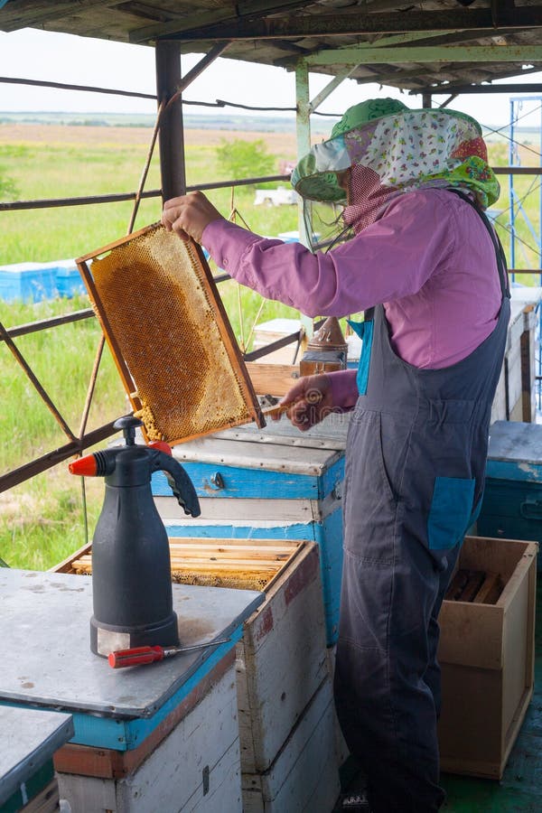 Beekeeper is Working with Bees and Beehives on the Apiary. Beekeeper on ...