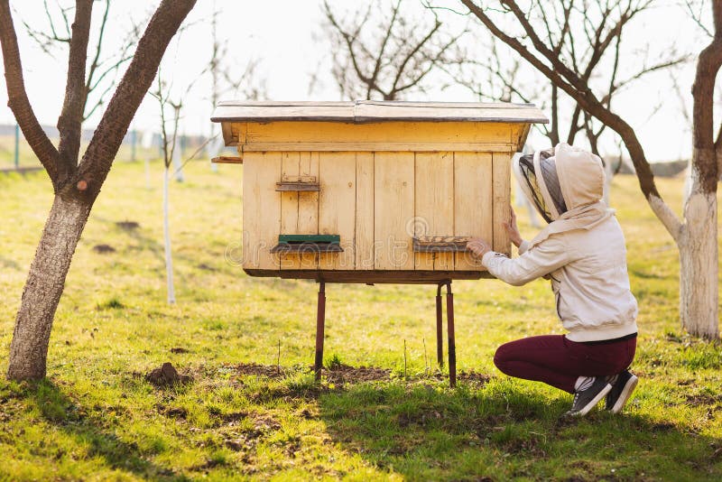 A Young Beekeeper Girl is Working with Bees and Beehives on the Apiary ...