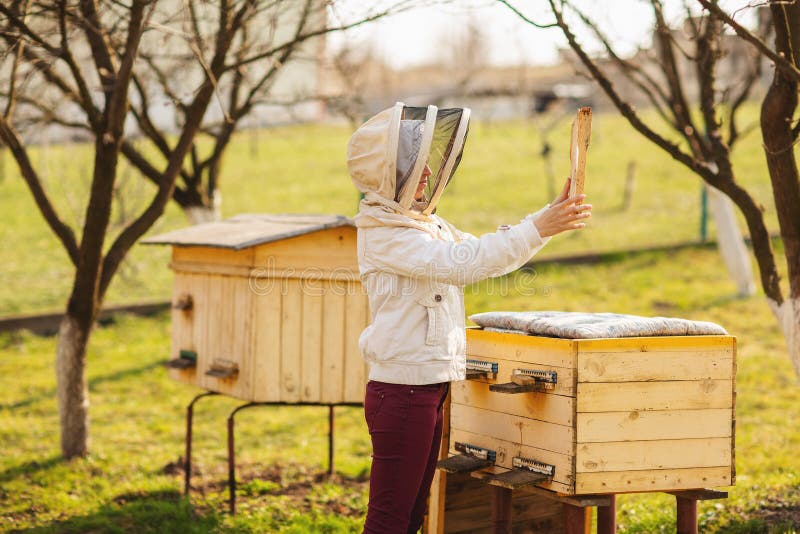 A Young Beekeeper Girl is Working with Bees and Inspecting Bee Hive ...