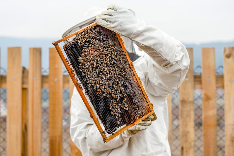 Young Beekeeper Taking Care of Bee Hives Stock Photo - Image of care ...