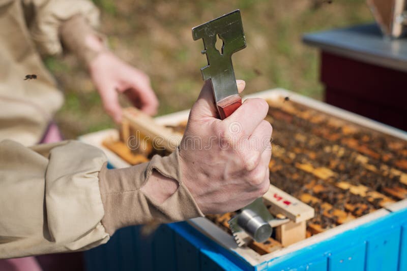 Young Beekeeper Working in the Hive in the Garden Stock Photo - Image ...