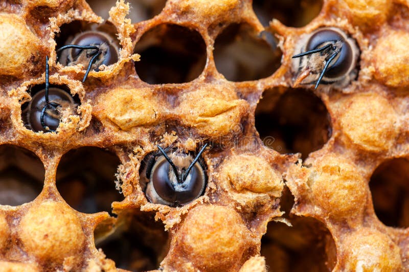 Young bee in honeycomb stock image. Image of nature, insect - 91805755