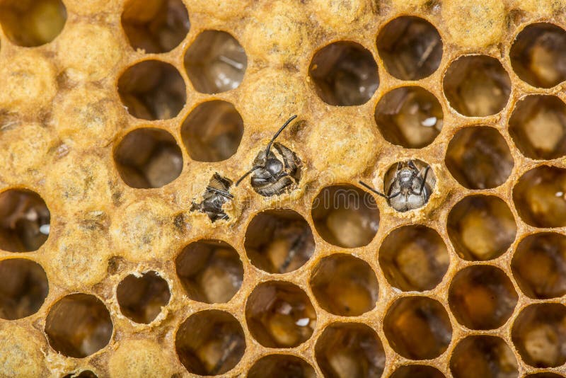 Young bees stock image. Image of apiculture, comb, bees - 92200925