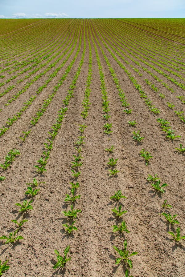 Young beet field stock image. Image of background, country - 56624149