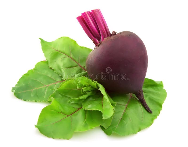 Young beet in closeup stock photo. Image of leaf, purple - 41212764