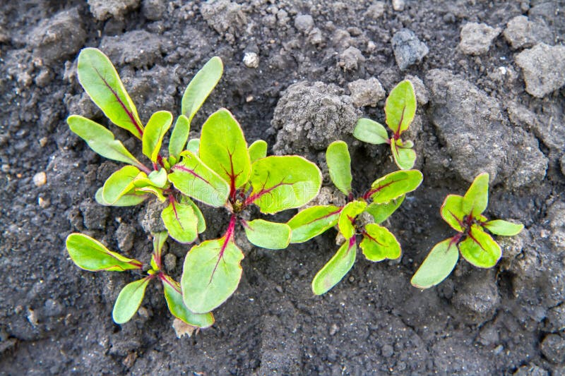 Young Beet Shoots in the Garden Stock Image - Image of gardening ...