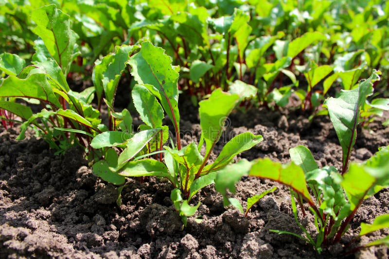 Young beet in the garden stock image. Image of summer - 150645639