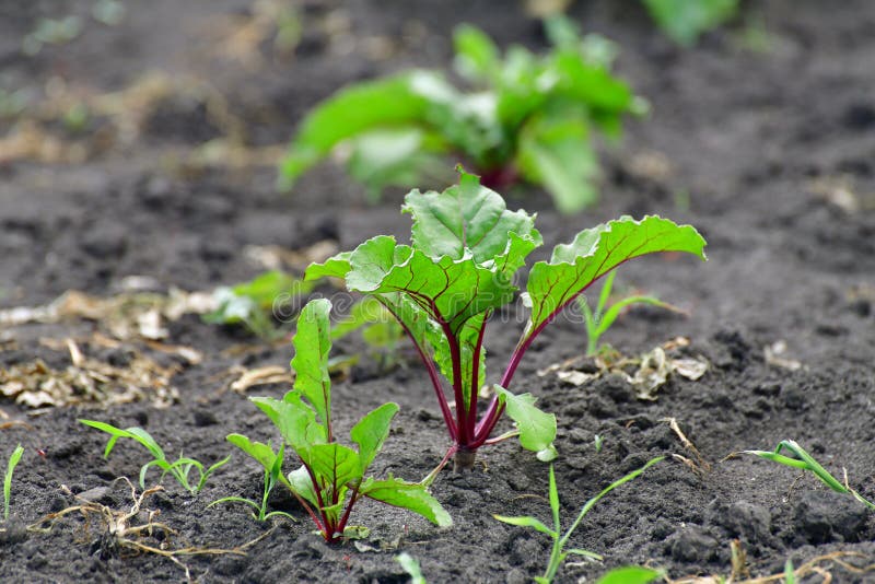 Young beet in closeup stock photo. Image of leaf, purple - 41212764