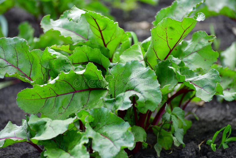 Young beet in closeup stock photo. Image of leaf, purple - 41212764