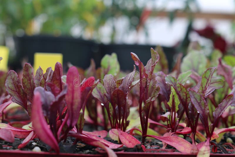 Young Beetroot Plants stock image. Image of early, agriculture - 55878897