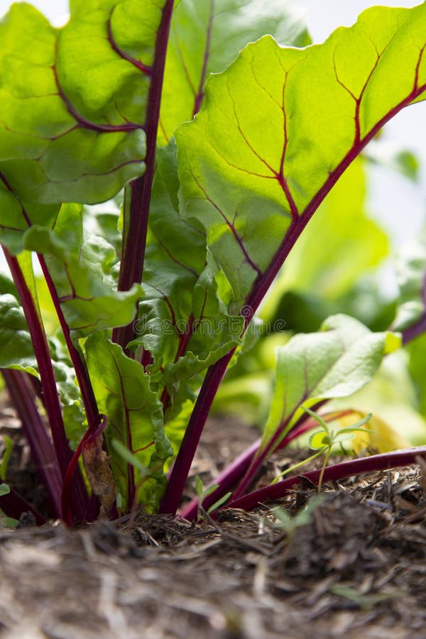Young Beetroot Plants with Leaves Growing on a Vegetable Patch in a ...