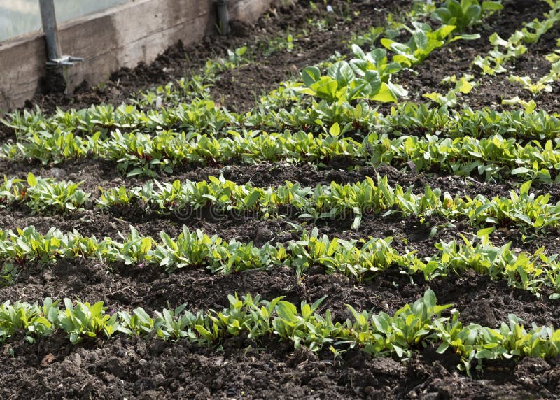Young beetroot plants stock image. Image of crop, grown - 218043107