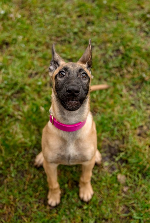 Young Belgian Malinois with Pink Collar Sitting Attentively on Grass ...