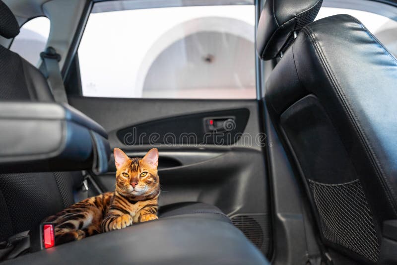 Young Bengal Cat in the Car Stock Image - Image of puss, asian: 260562661