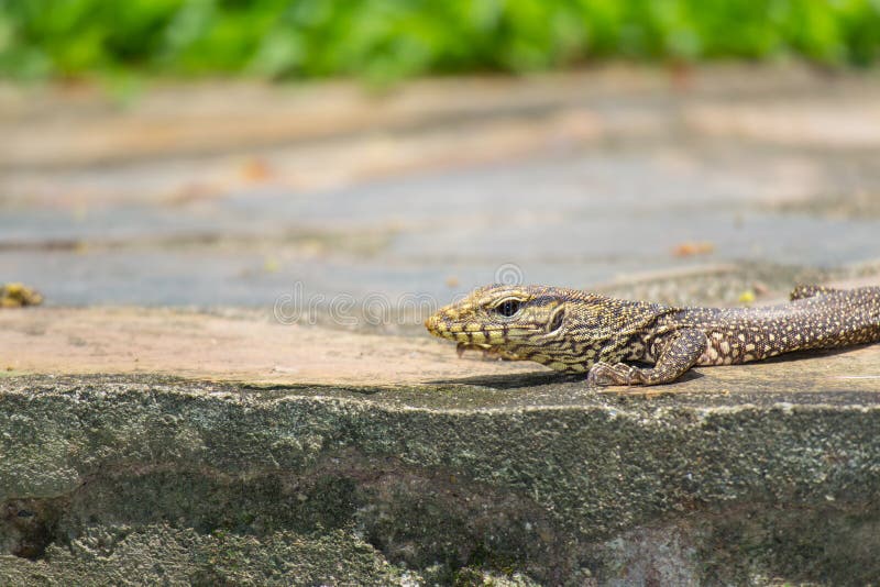 The Young Bengal Monitor on the Stone Stock Image - Image of looking ...