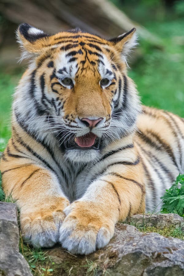 Young bengal tiger stock image. Image of brown, asian - 88470369