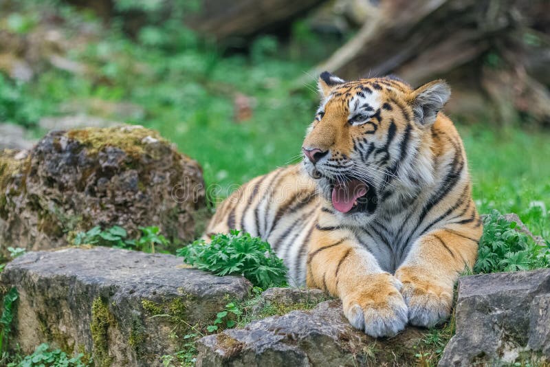 Young bengal tiger stock photo. Image of outdoors, bengal - 88471026