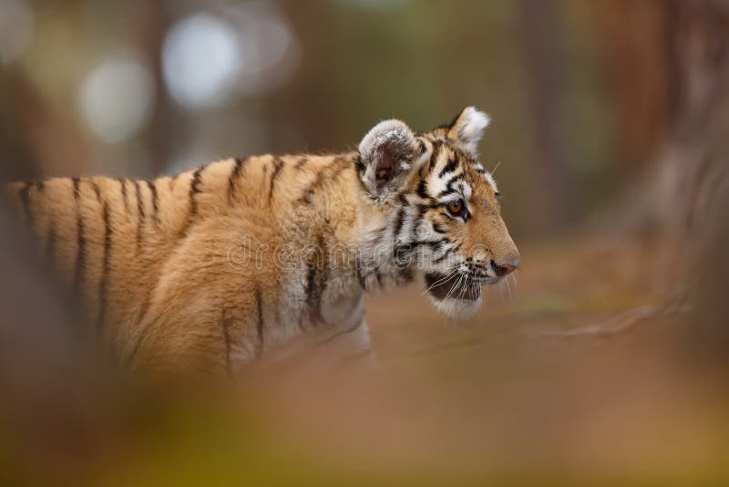 Young Bengal Tiger Panthera Tigris Tigris Nice Portrait Stock Image ...