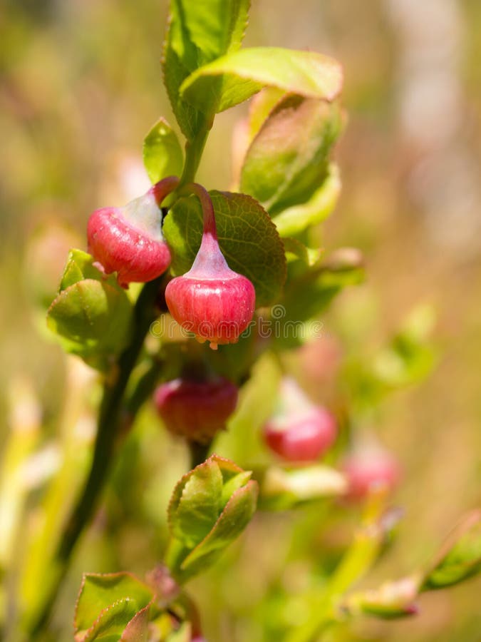 Young berries in spring stock photo. Image of macro - 184540094