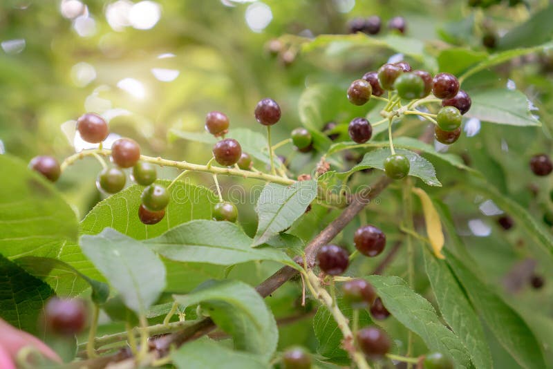 Young Berries. Spring. Berries are Ripening Stock Image - Image of ...