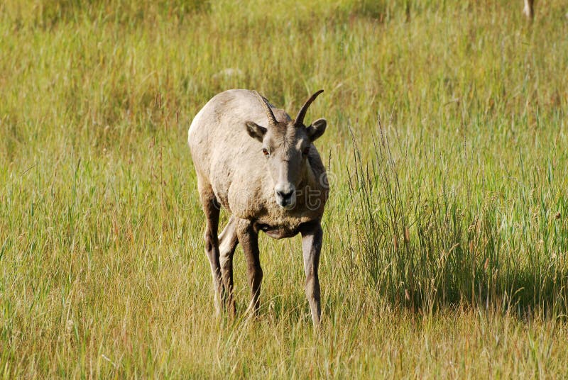 Young big horn ram stock photo. Image of animals, mammals - 6953384