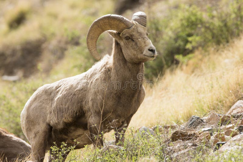 Young Bighorn Sheep Ram stock photo. Image of animal - 17996680