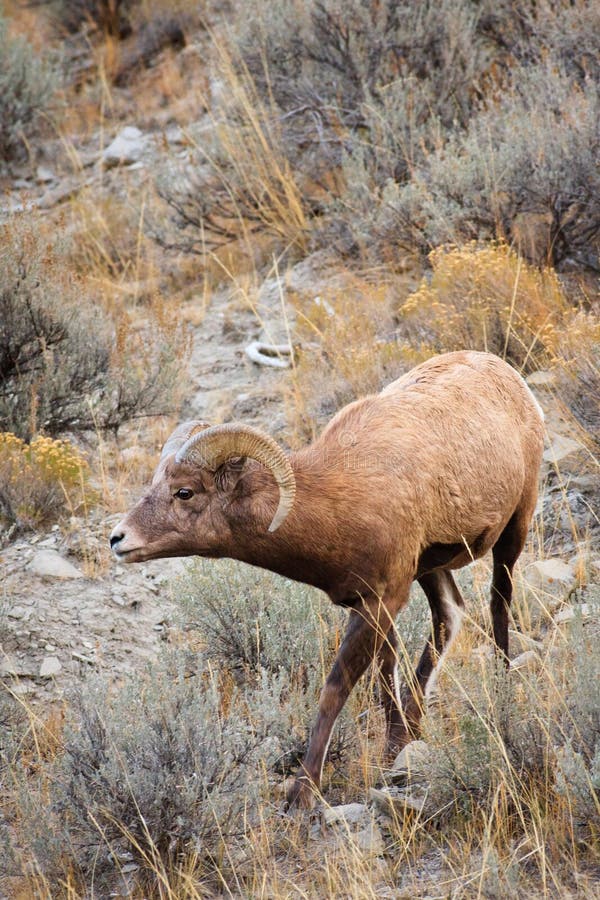 Young Bighorn Sheep Ram stock photo. Image of ovis, autumn - 17996680