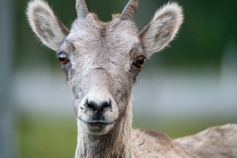 Young Bighorn Sheep Staring at Camera in Nature Stock Photo - Image of ...