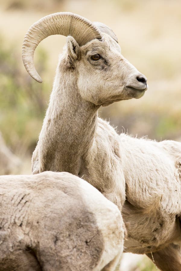 Young Bighorn Sheep Ram stock photo. Image of animal - 17996680