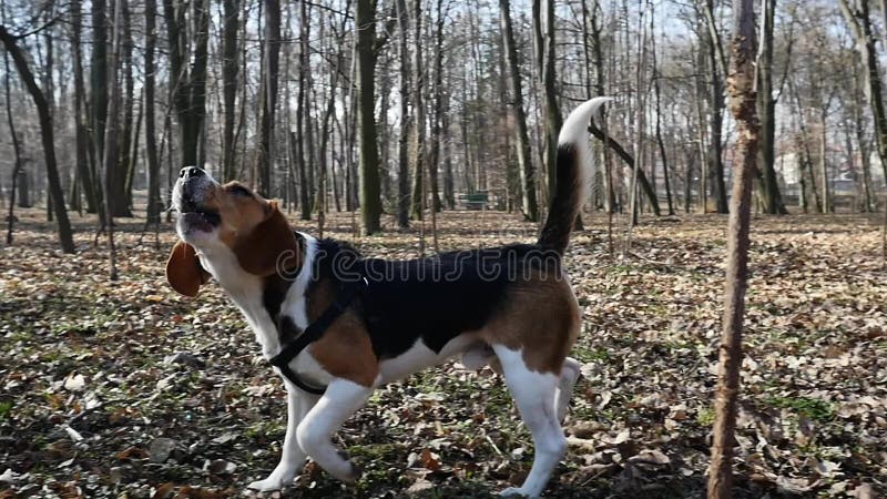 A Young Bigl Dog on a Spring Park Stock Footage - Video of mammal, game ...