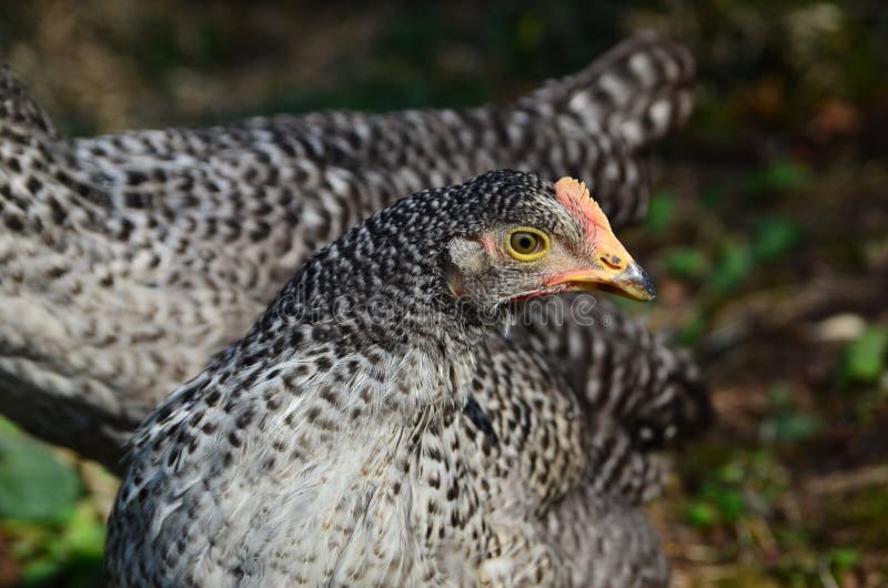 Young Bio Chicken, outdoor stock image. Image of blue - 23789933