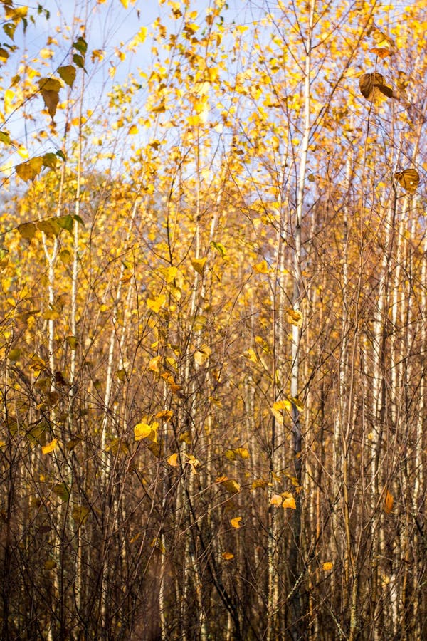 Young Birch in September stock photo. Image of green, tree - 6436958