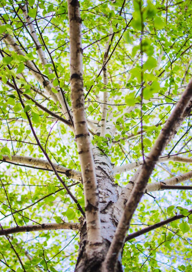 Young birch branches stock photo. Image of lush, black - 91350628