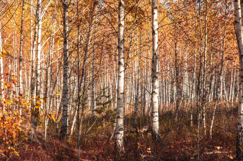 Young Birch Forest in Autumn. Nature Stock Photo - Image of environment ...