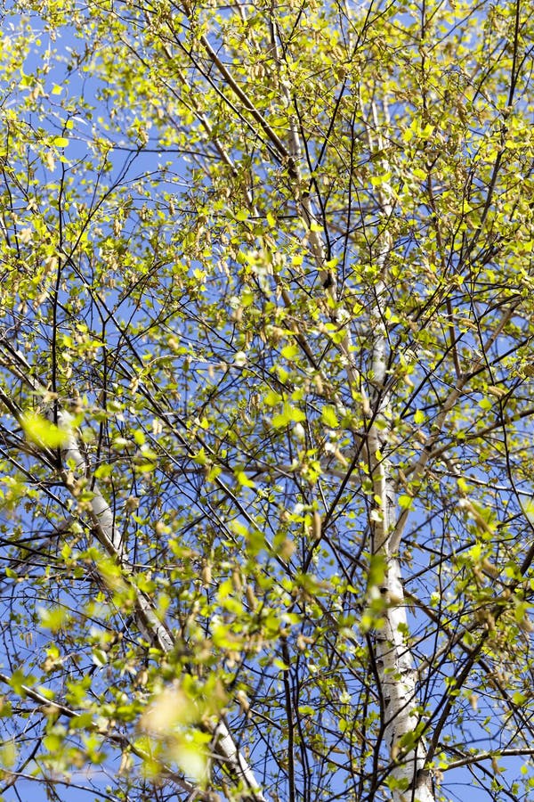 Young birch leaves stock photo. Image of birch, plant - 80373462