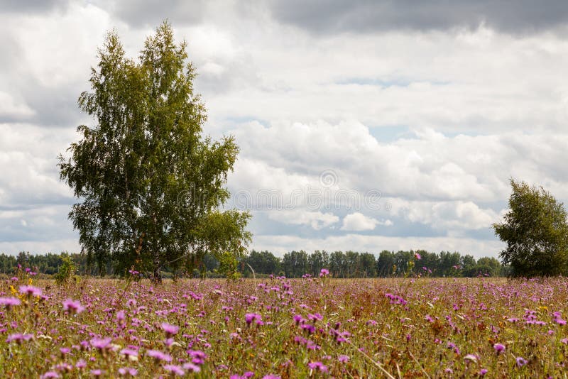 A Young Birch Stands in the Middle of a Flowering Meadow Stock Image ...