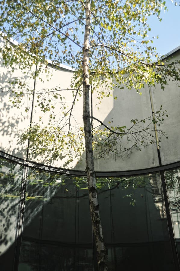 Young Birch Tree Growing in the Middle of a Patio of a Modern Building ...