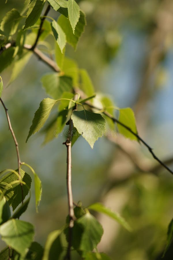 Young Birch Tree Leaves on the Branches Closeup Stock Photo - Image of ...
