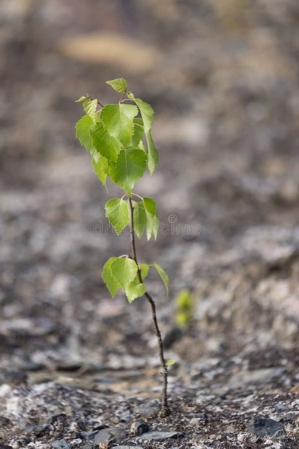 Young Birch Tree in the Spring Forest Stock Photo - Image of field ...